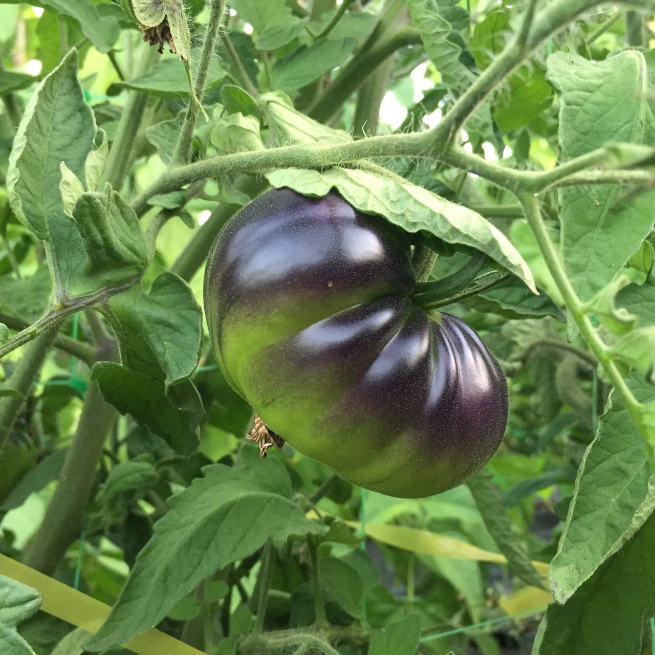 Semillas Tomate Mar Azul – La Huerta Del Huairao
