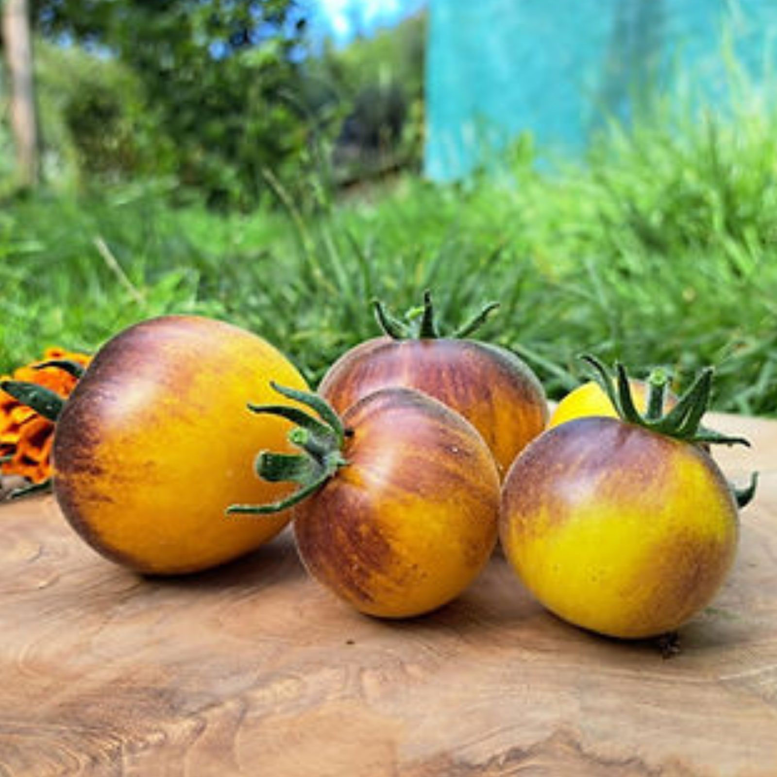 Semillas Tomate wooly kate yellow – La Huerta Del Huairao